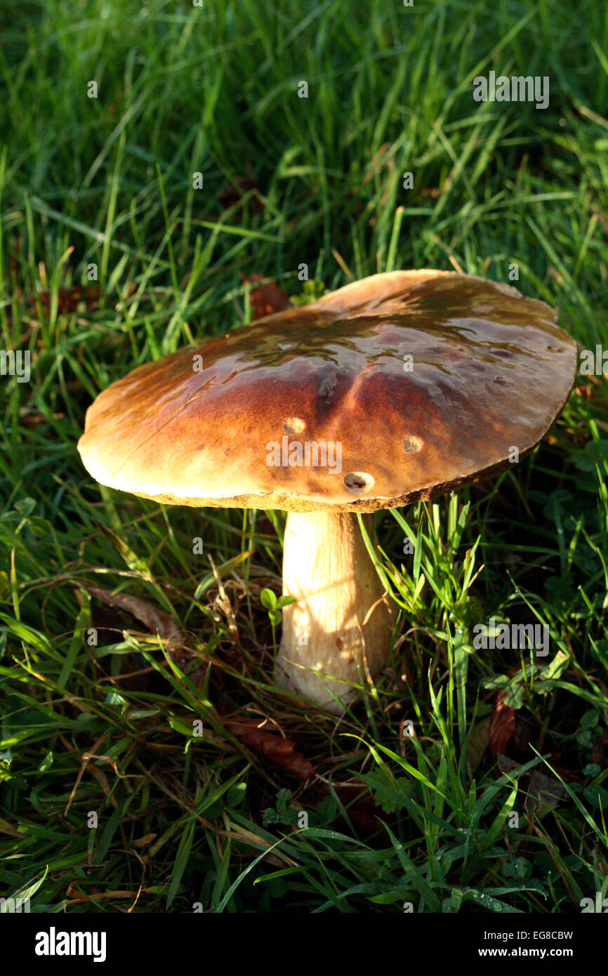 Edible species of fungus hi-res stock photography and images - Alamy