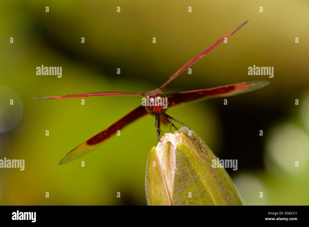 Red Grasshawk Dragonfly (Neurothemis fluctuans) at rest on lily flower ...