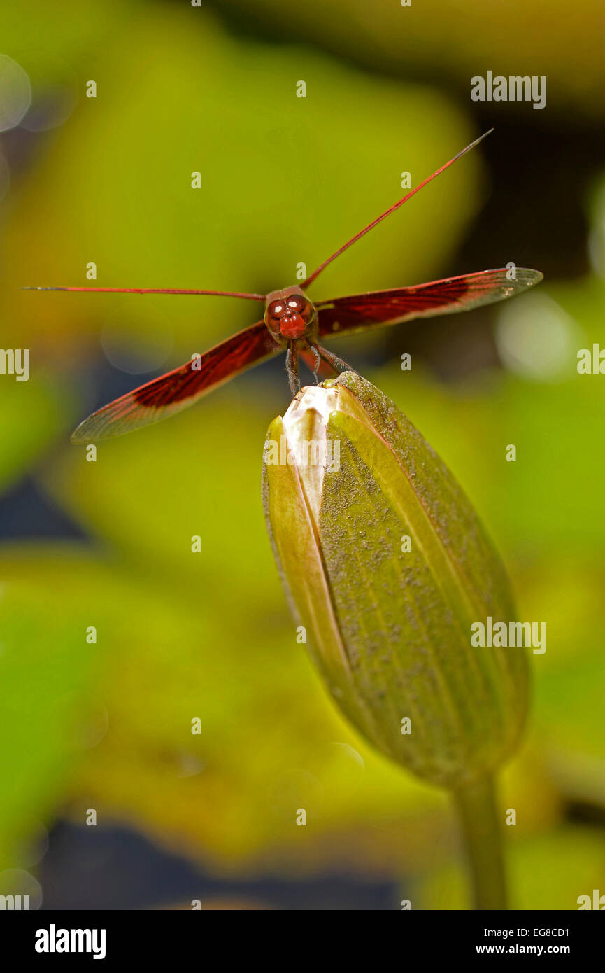 Red Grasshawk Dragonfly (Neurothemis fluctuans) at rest on lily flower ...