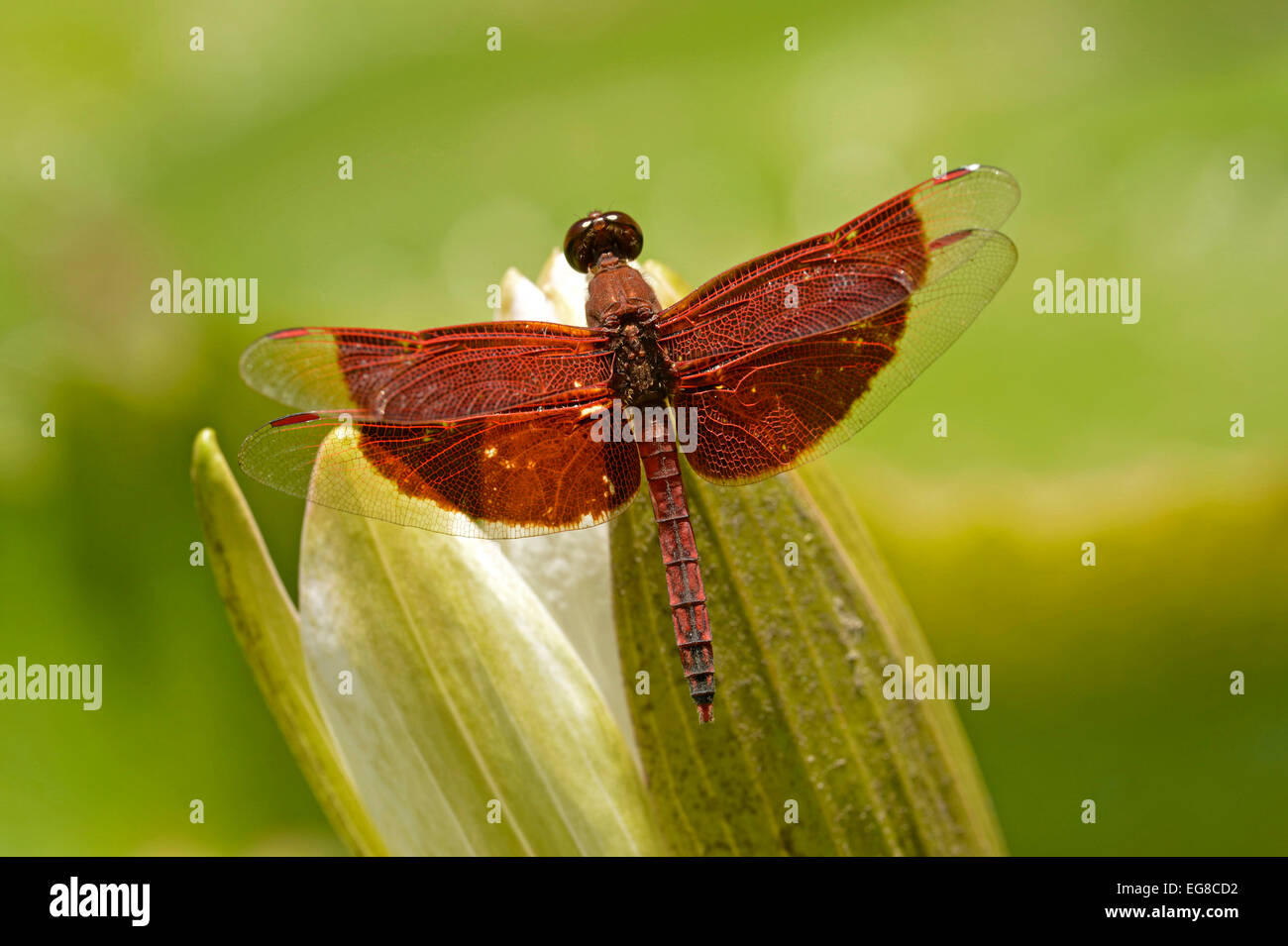 Red grasshawk neurothemis fluctuans hi-res stock photography and images ...
