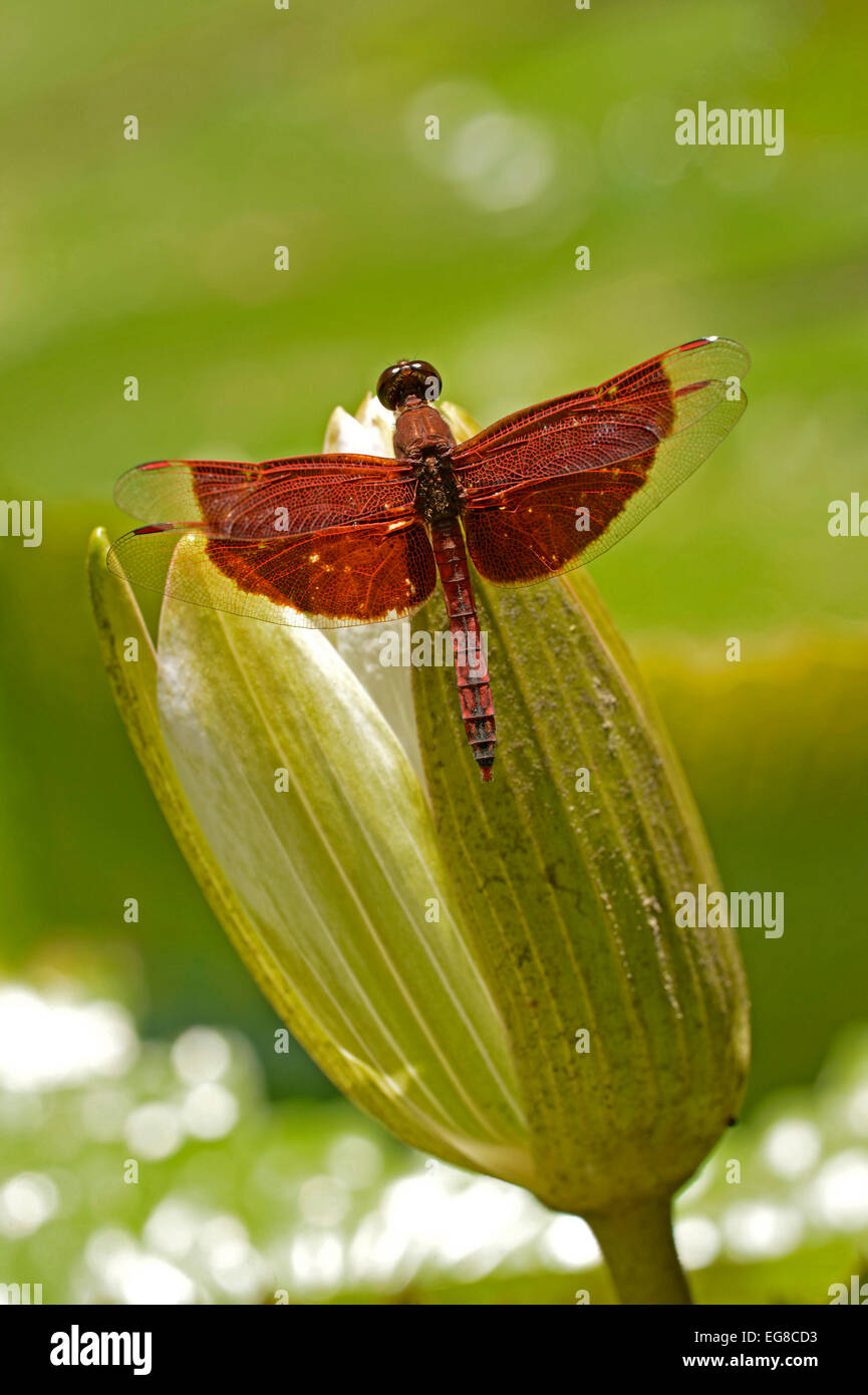Red Grasshawk Dragonfly (Neurothemis fluctuans) at rest on lily flower ...