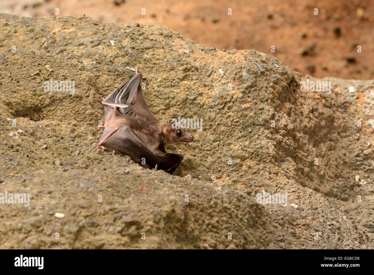 Egyptian Fruit Bat (Rousettus aegytiacus) single bat resting on rock at ...