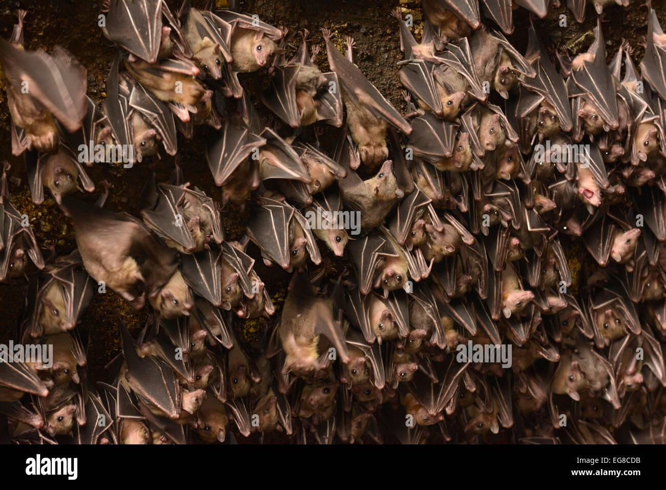 Egyptian Fruit Bat (Rousettus aegytiacus) colony roosting in mouth of ...