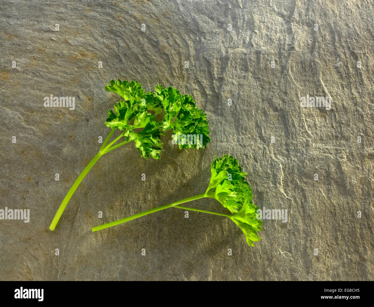 English herbs hi-res stock photography and images - Alamy