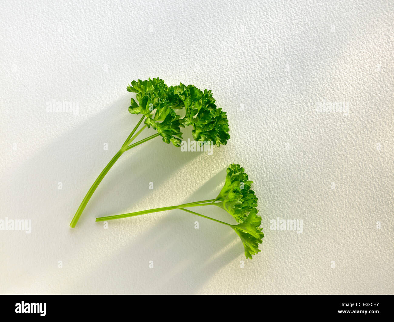 Curly leaf parsley hi-res stock photography and images - Alamy