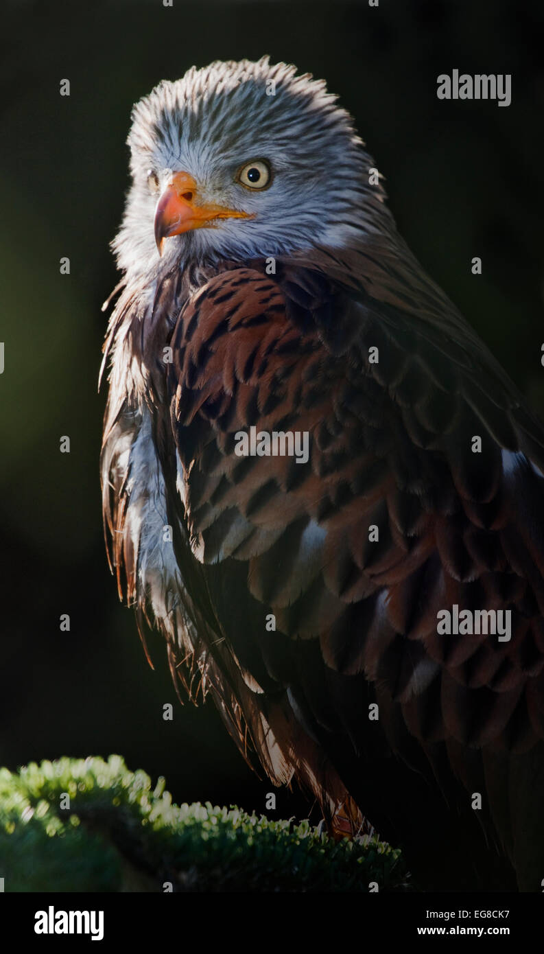 Red Kite (milvus milvus Stock Photo - Alamy