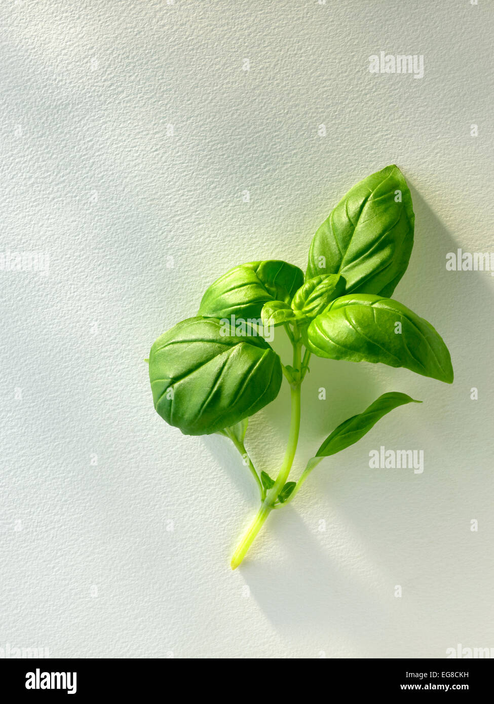 Basil sprig hi-res stock photography and images - Alamy