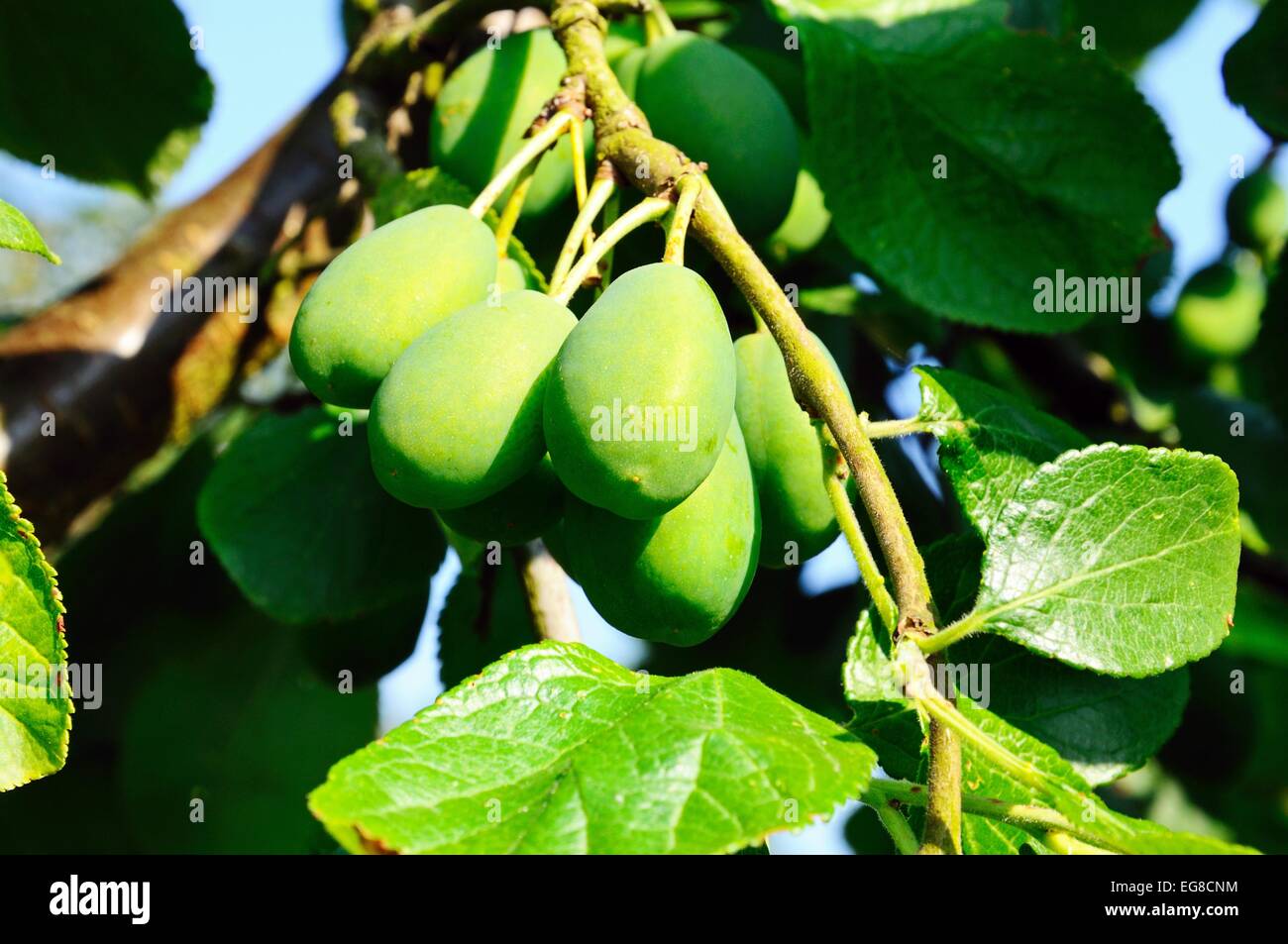 Plum trees england hi-res stock photography and images - Alamy