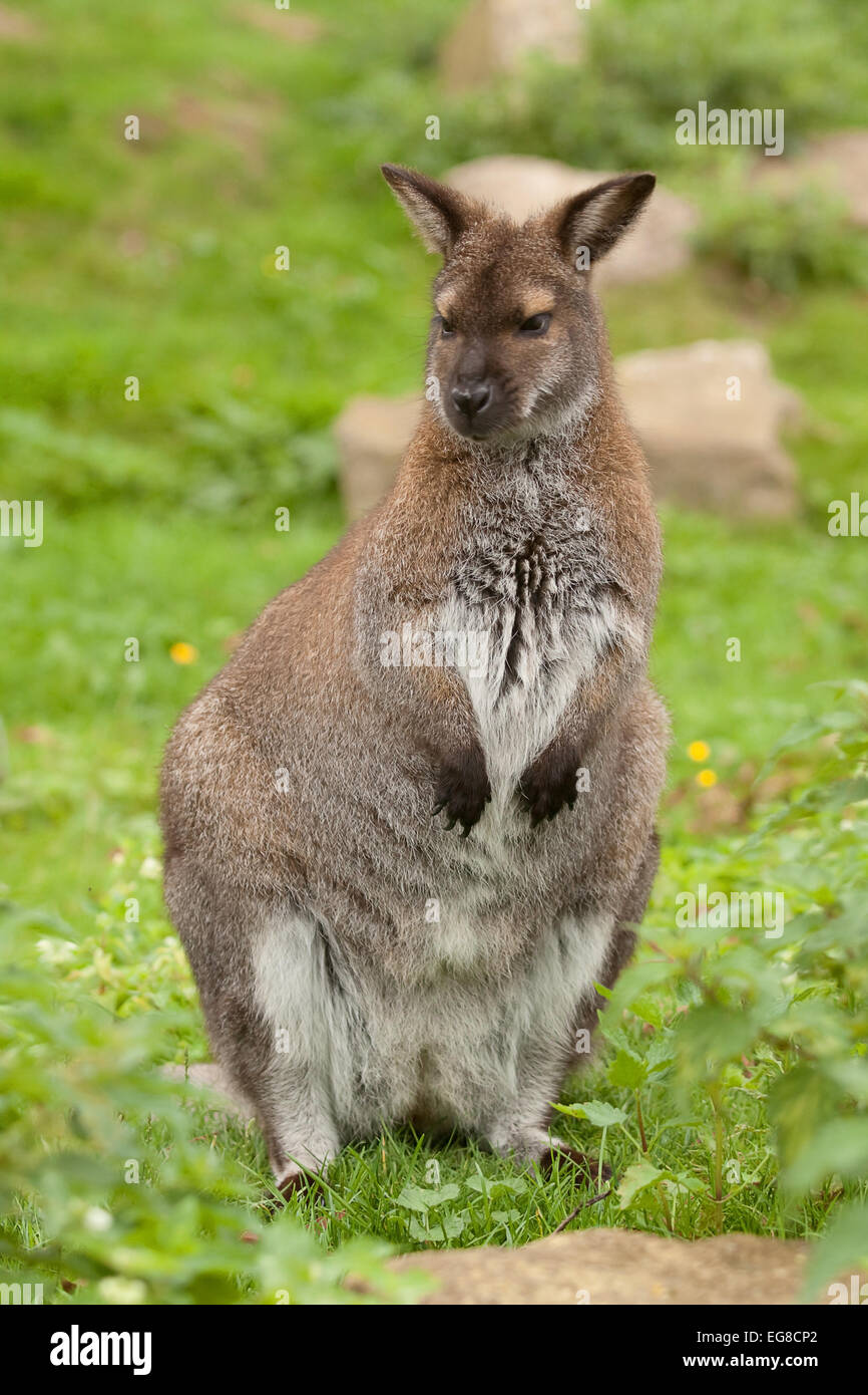 Wallaby Hopping High Resolution Stock Photography and Images - Alamy