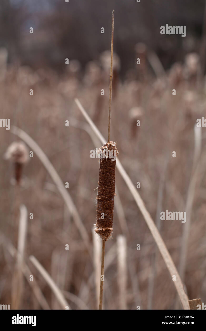 Cattail seeds hi-res stock photography and images - Alamy