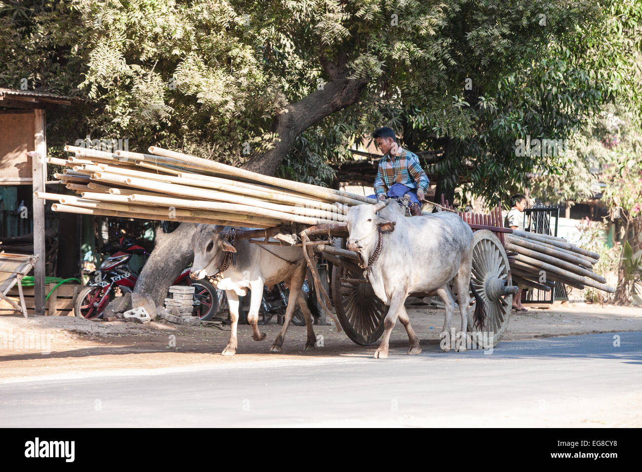 Bull pulling cart hi-res stock photography and images - Alamy