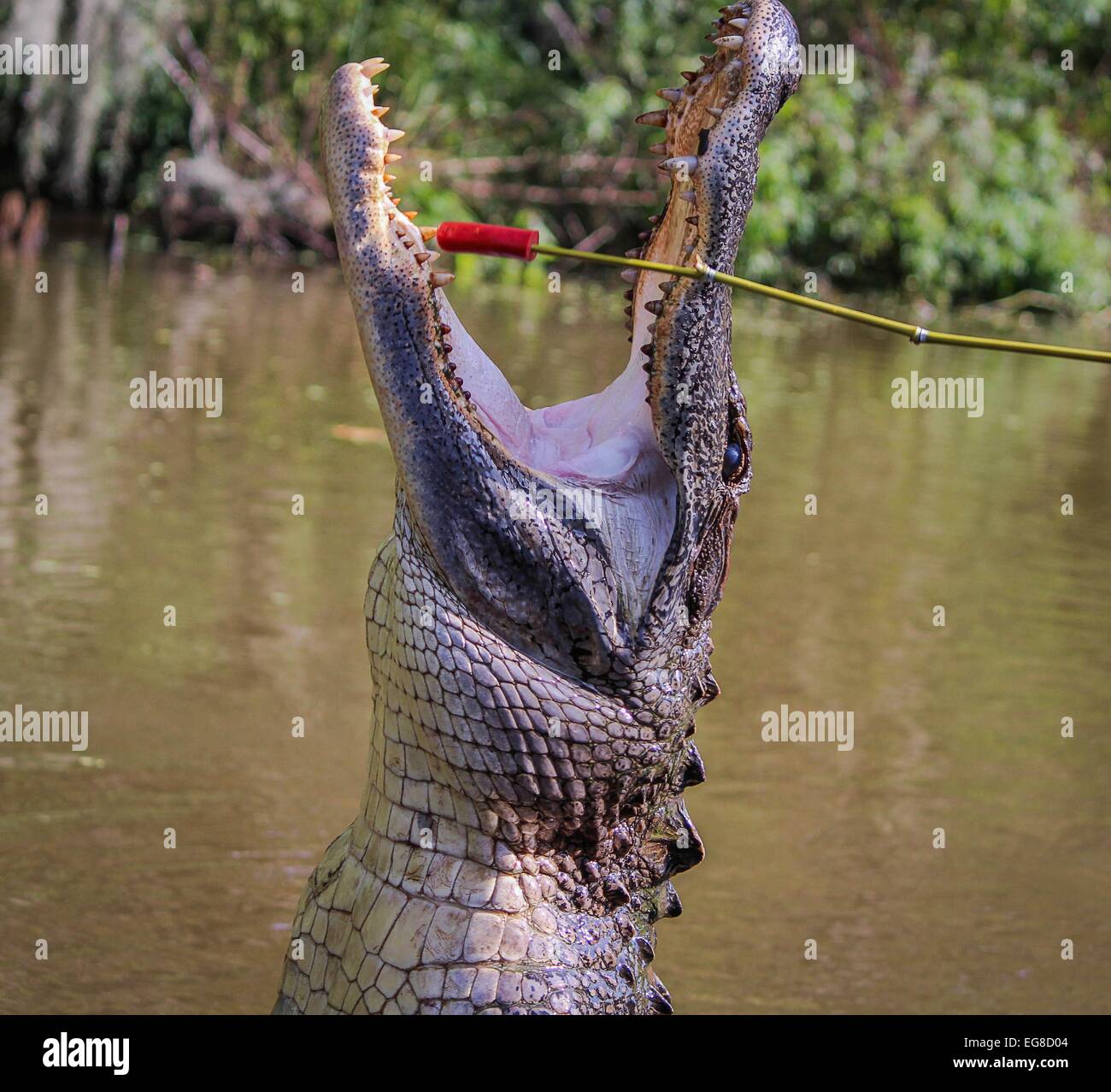 Alligator jaws hi-res stock photography and images - Alamy