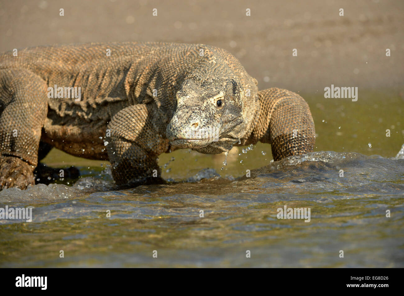 Komodo Dragon (Varanus komodoensis) wading through shallow sea water ...