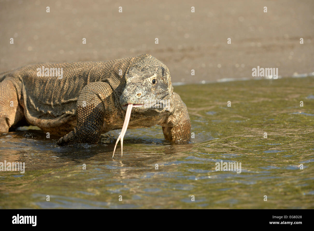 Komodo dragon hi-res stock photography and images - Alamy