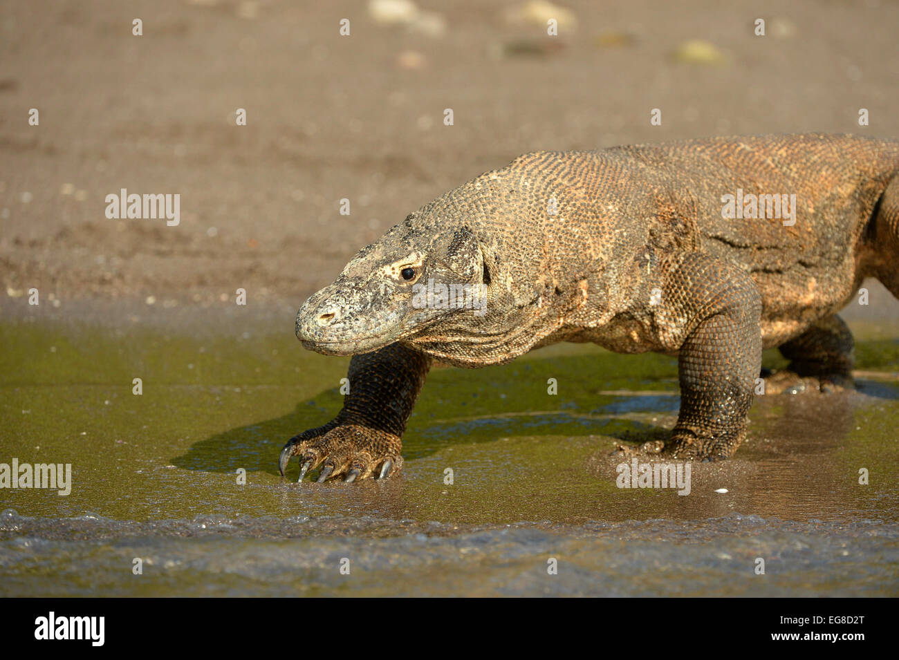 Komodo dragon walking hi-res stock photography and images - Alamy