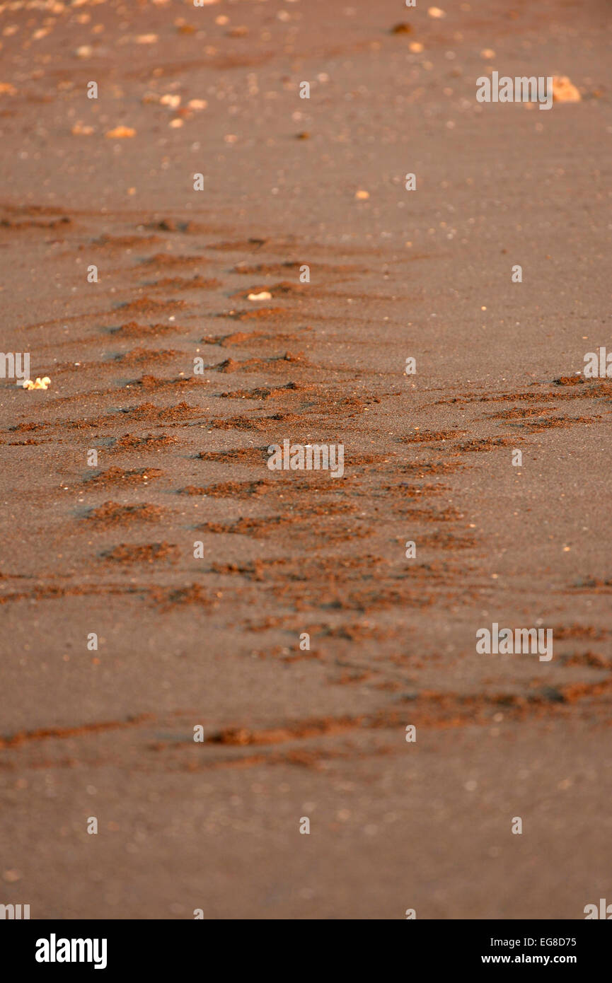 Komodo Dragon (Varanus komodoensis) tracks on the beach, Rinca Island ...