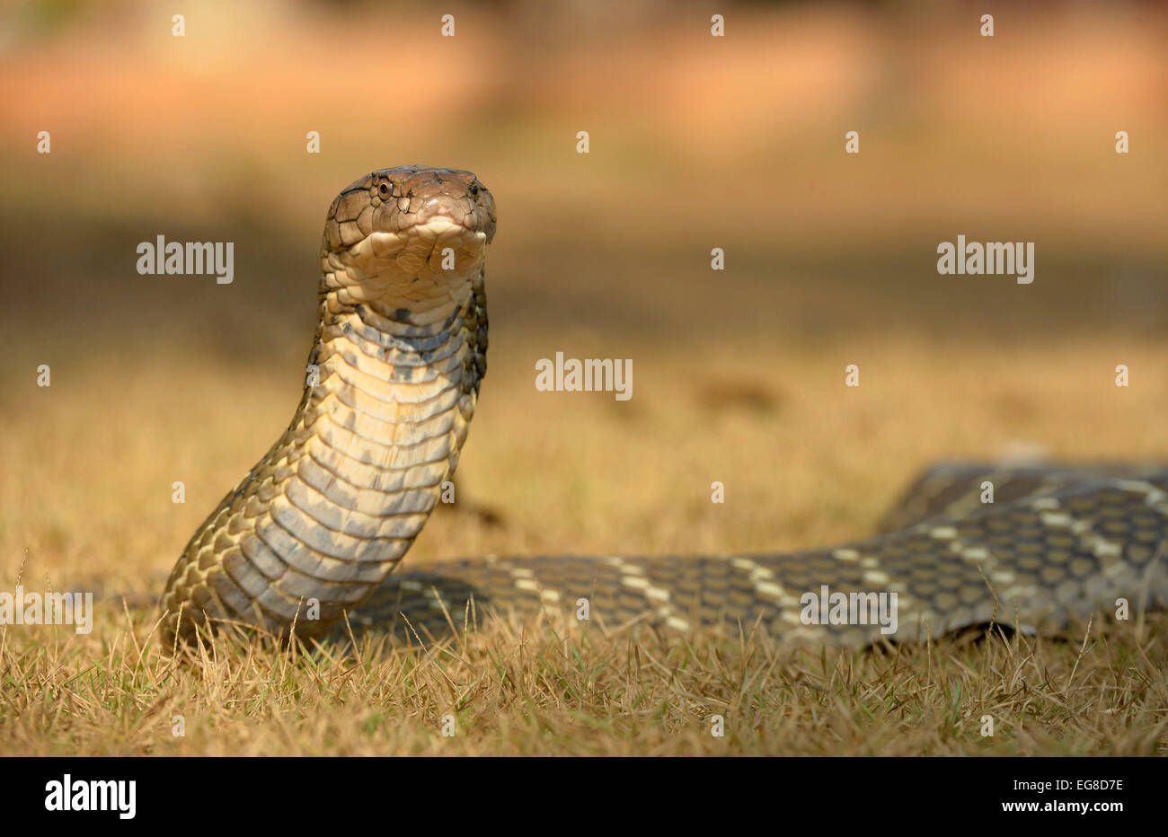 King Cobra (Ophiophagus hannah) on ground with head raised, Bali ...