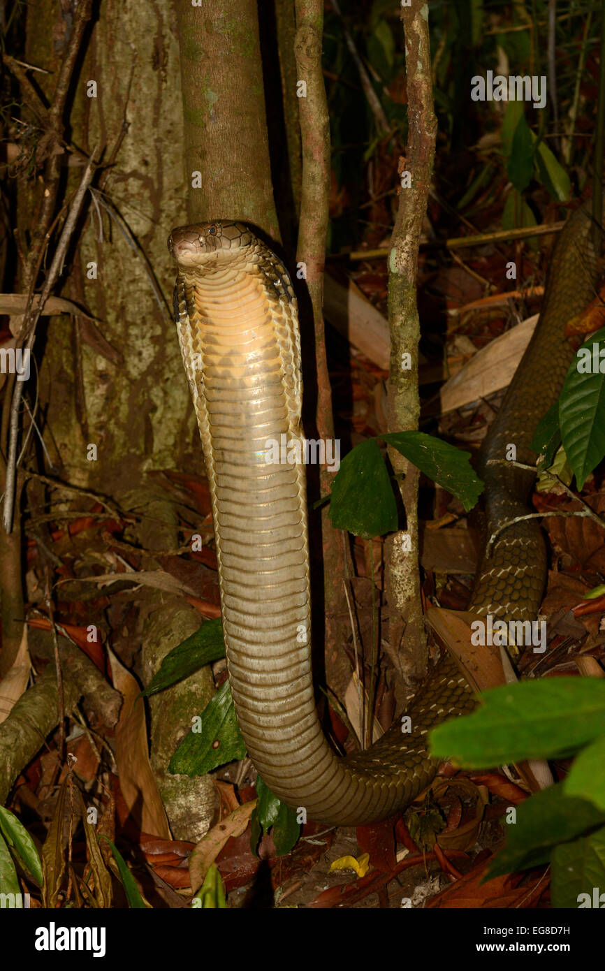 Forest cobra hi-res stock photography and images - Alamy