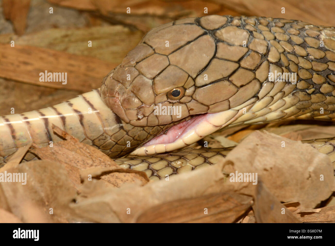King Cobra (Ophiophagus hannah) swallowing a rat snake, Bali, Indonesia ...