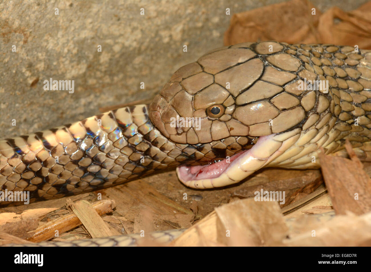 King Cobra Eating Another Snake King Cobra Eating Another Snake