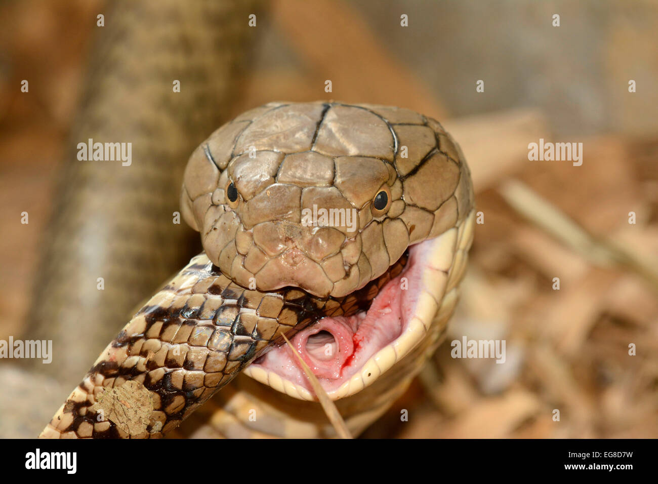 King Cobra (Ophiophagus hannah) swallowing a rat snake, Bali, Indonesia ...