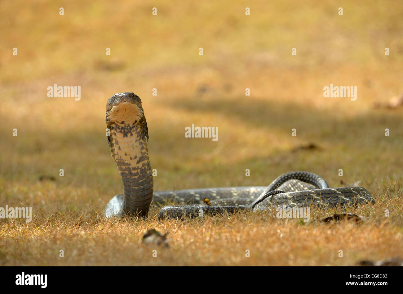 King Cobra (Ophiophagus hannah) on ground with head and neck raised in ...