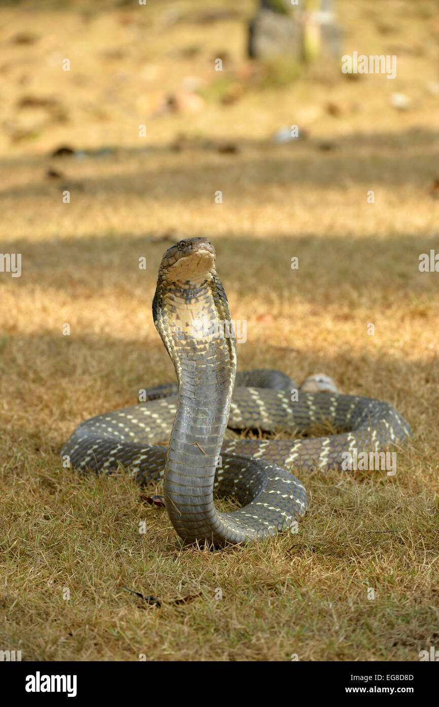 Cobra head hi-res stock photography and images - Alamy