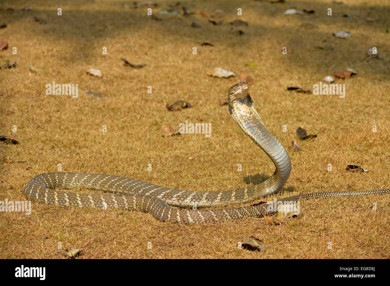 King Cobra (Ophiophagus hannah) on ground with head and neck raised in ...