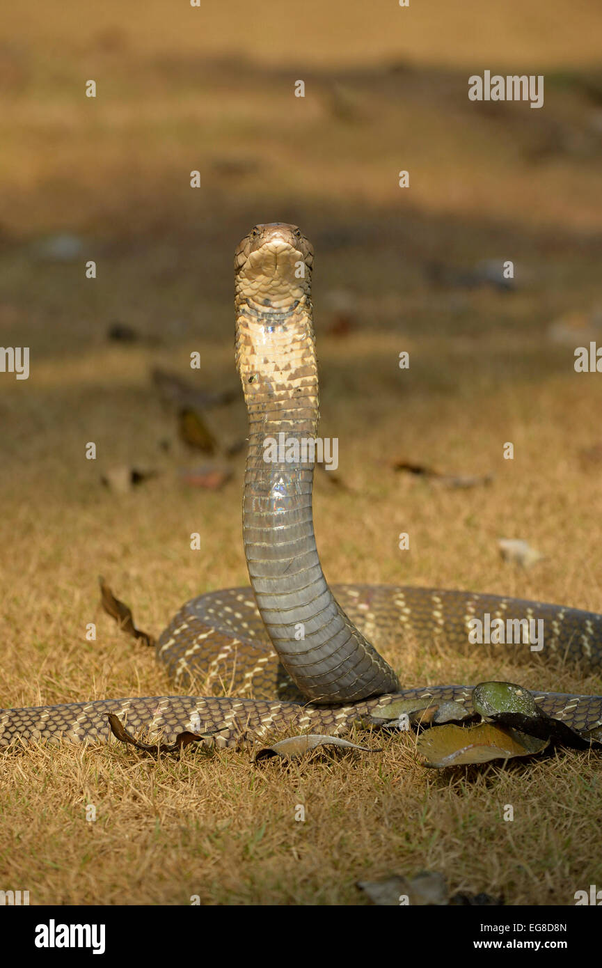 King Cobra (Ophiophagus hannah) on ground with head and neck raised in ...