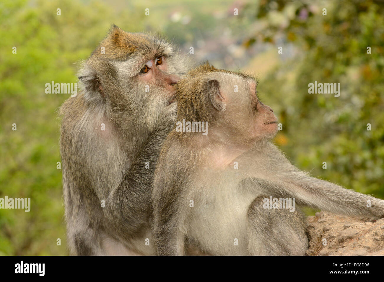 Crab-eating or Long-tailed Macaque (Macaca fascicularis) pair grooming ...