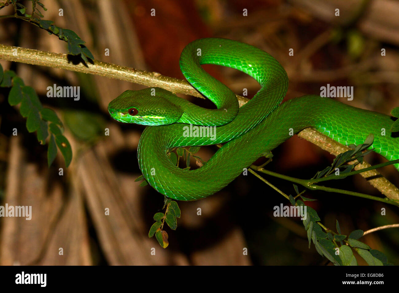White-lipped Island Pit Viper (Trimersursus unsularis) resting on small ...