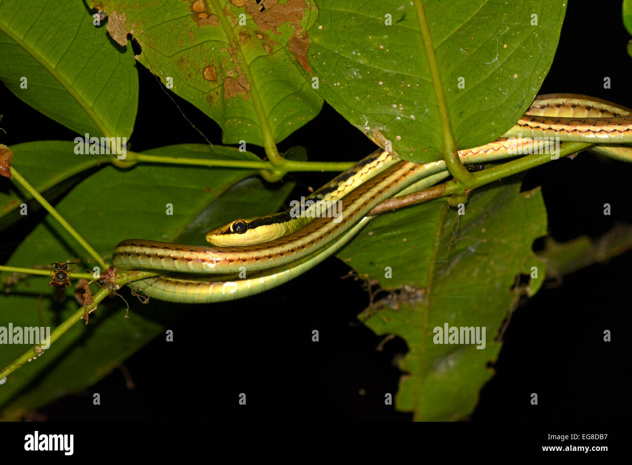 Bronzeback Snake (Dendralaphis pictus) resting on small branch at night ...