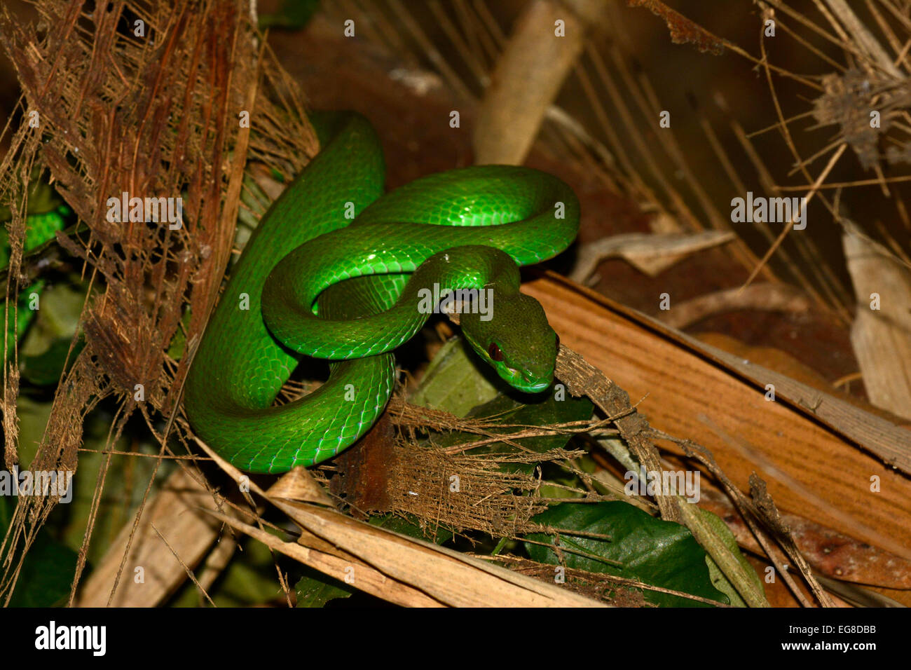 White-lipped Island Pit Viper (Trimersursus unsularis) resting on small ...
