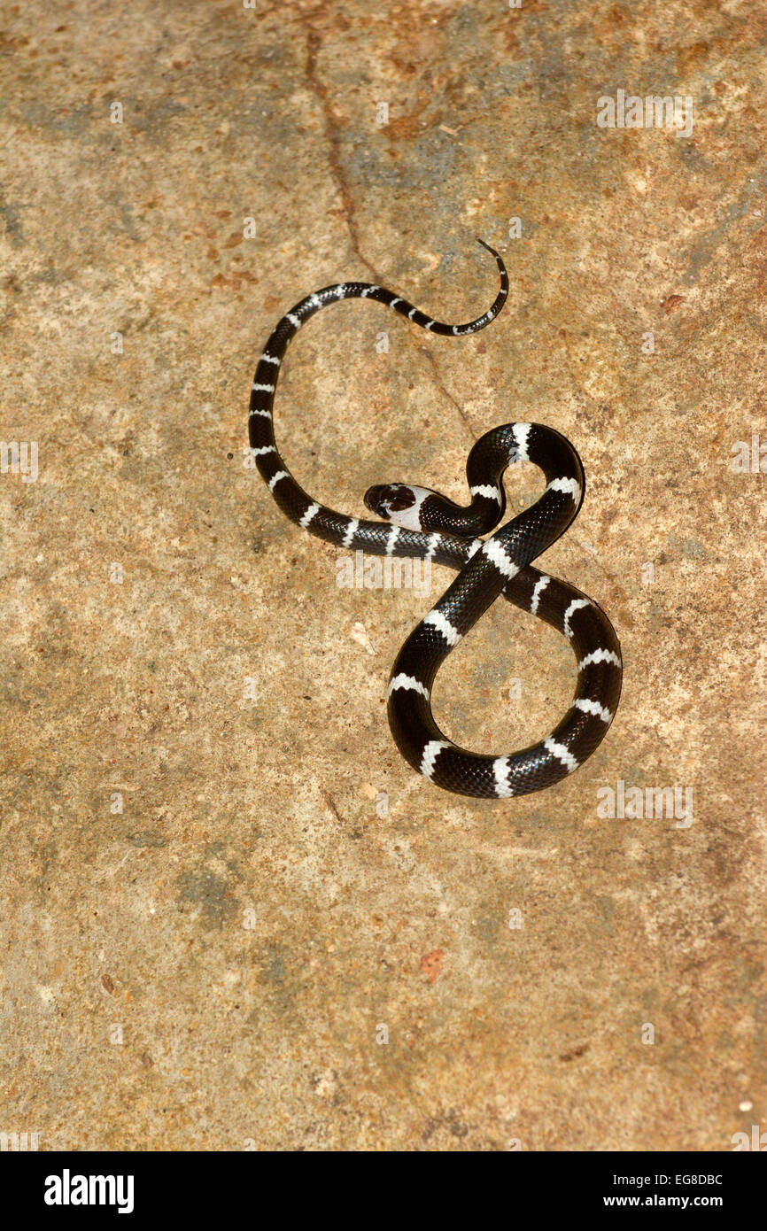 Malayan banded wolf snake lycodon hi-res stock photography and images ...