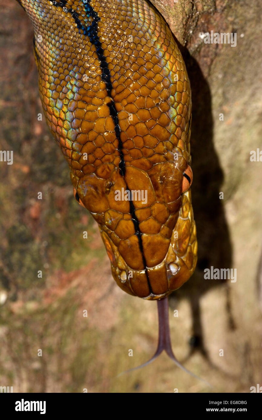 Reticulated Python (Python reticulatus) close-up of head, Bali ...