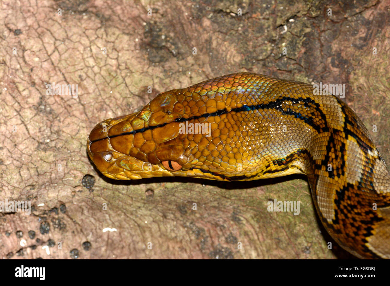 Reticulated python hi-res stock photography and images - Alamy