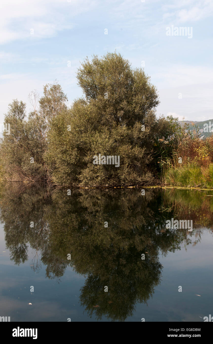 Hutovo Blato is a nature and bird wetland reserve mainly composed of ...