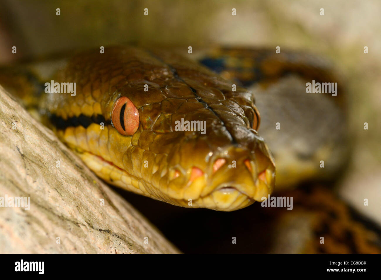 Reticulated python python reticulatus hi-res stock photography and ...
