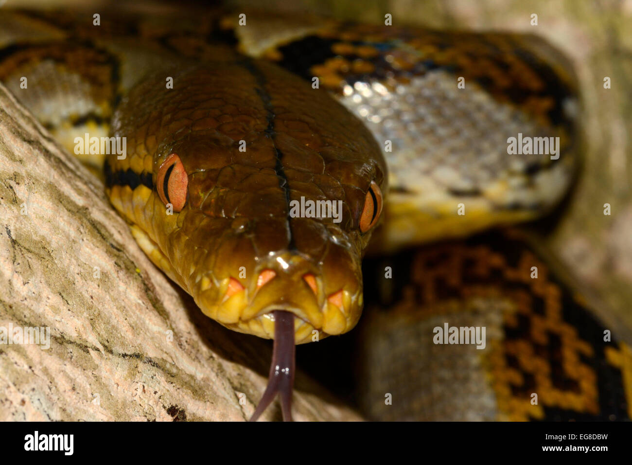 Reticulated Python (Python reticulatus) close-up of head, Bali ...