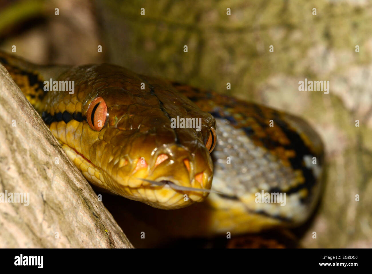 Reticulated Python (Python reticulatus) close-up of head, Bali ...