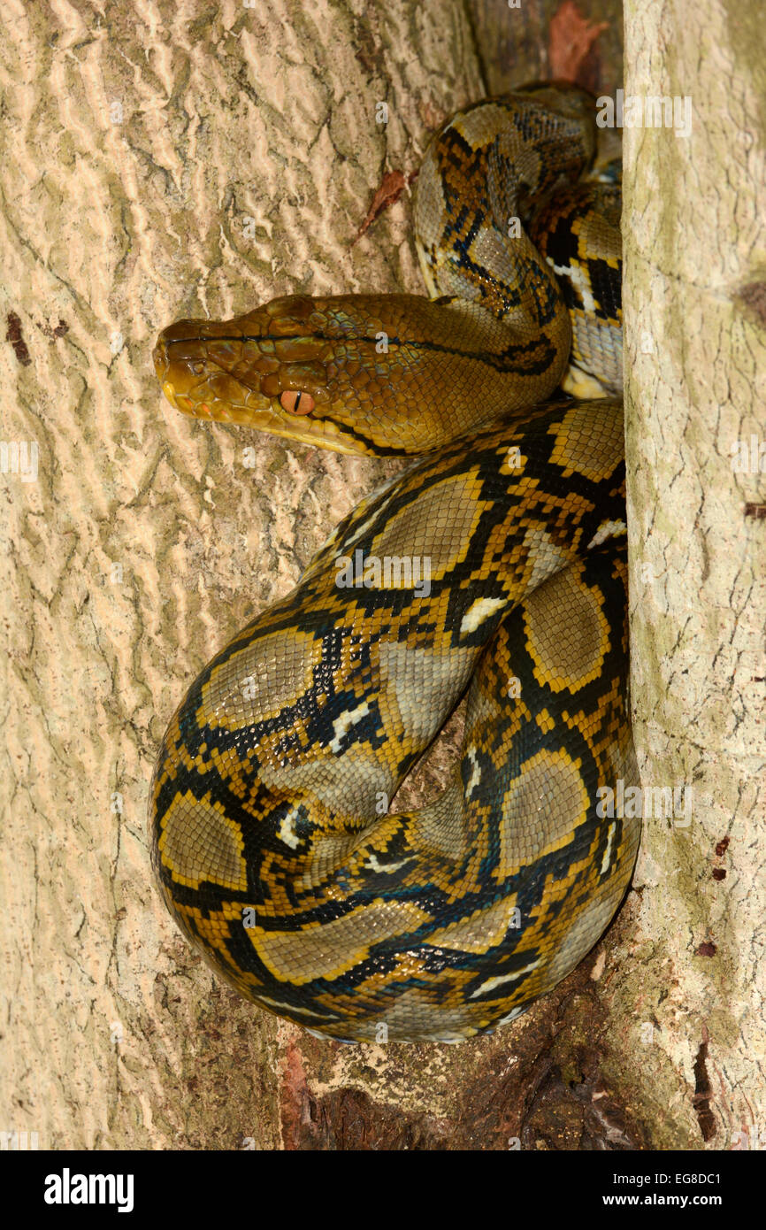 Reticulated Python (Python reticulatus) curled up in tree, Bali ...