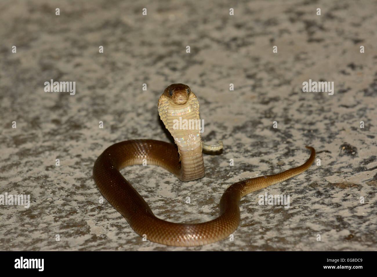 Spitting cobra hi-res stock photography and images - Alamy