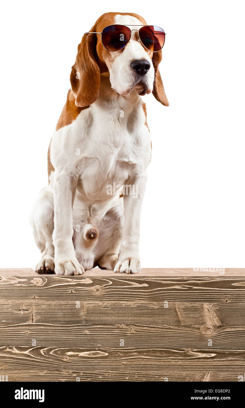 sentry dog in sunglasses, isolated on white background Stock Photo - Alamy