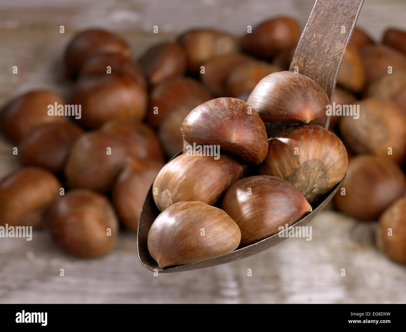 Woodland chestnuts hi-res stock photography and images - Alamy