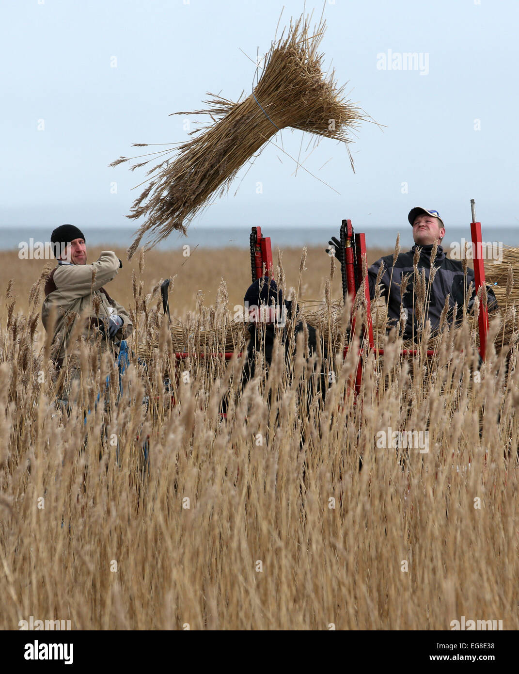 Roofers, specialising in the construction of reed roofs for houses ...