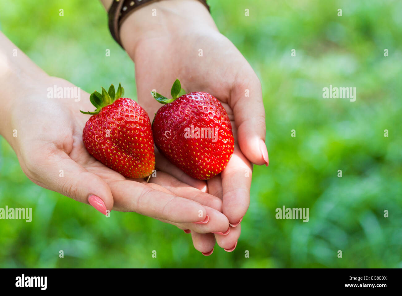 strawberry hands strawberries fresh child healthy green hand Stock ...