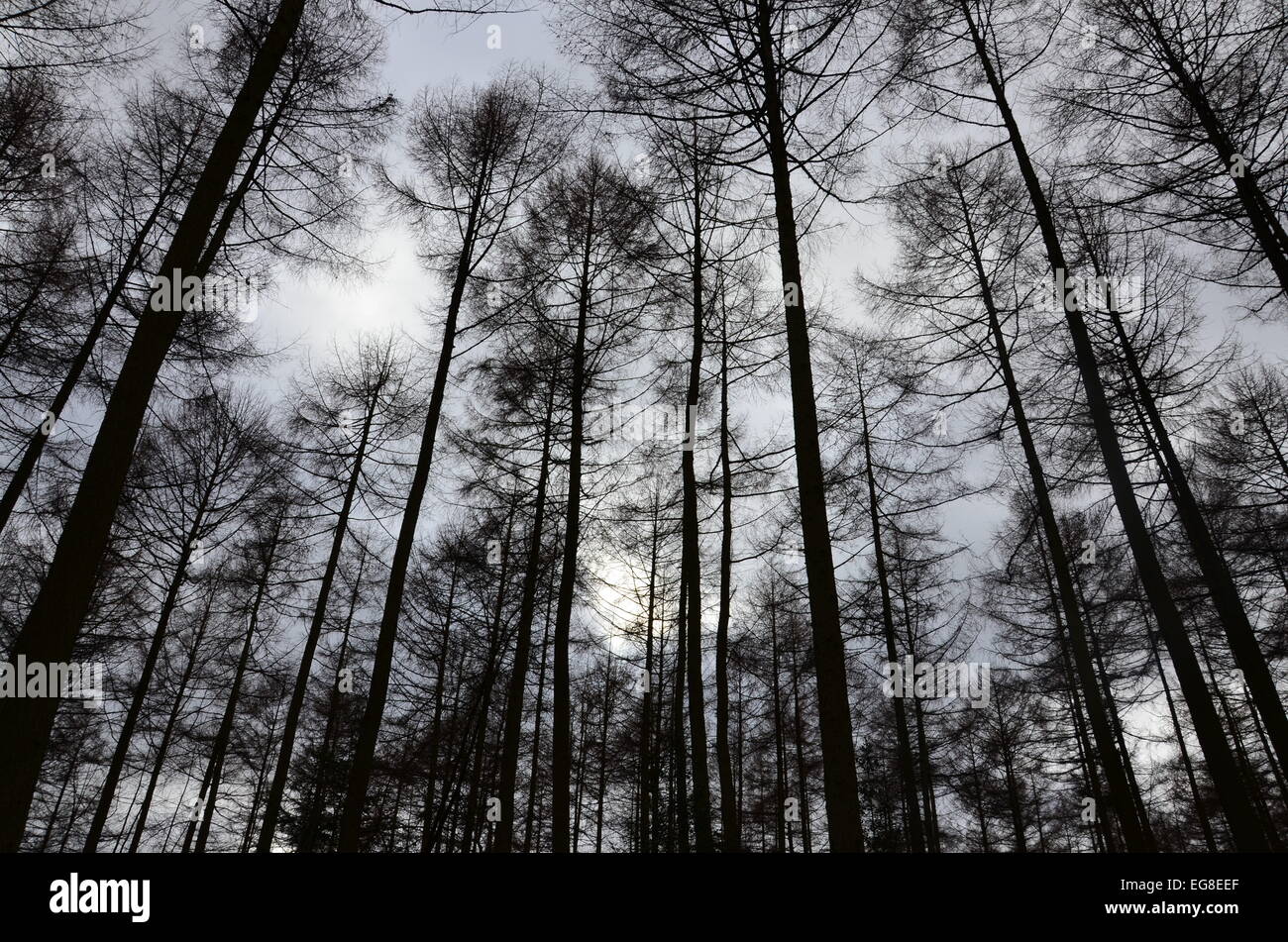 Looking up in the forest Stock Photo - Alamy