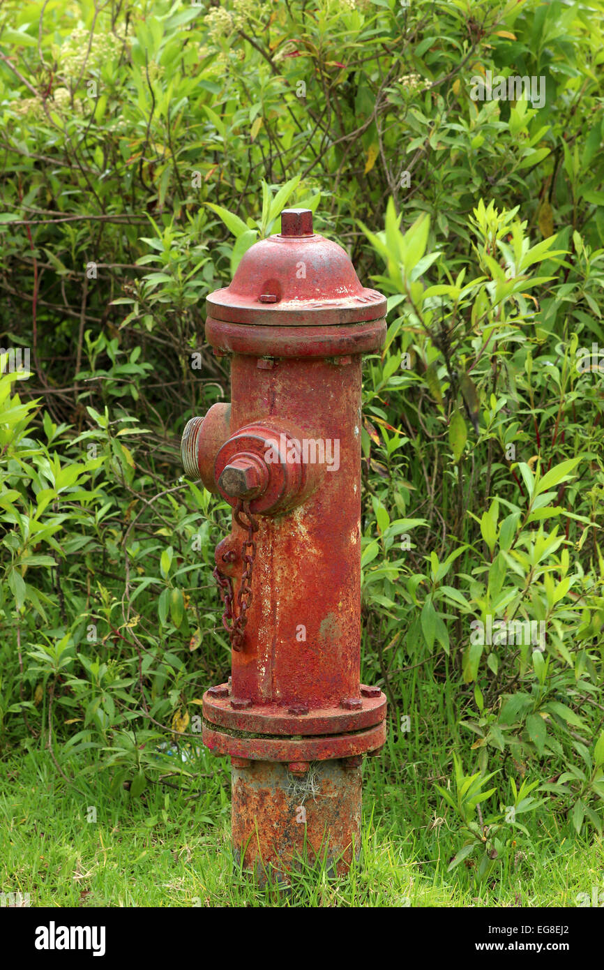 A fire hydrant standing among plants next to a road in Cotacachi ...