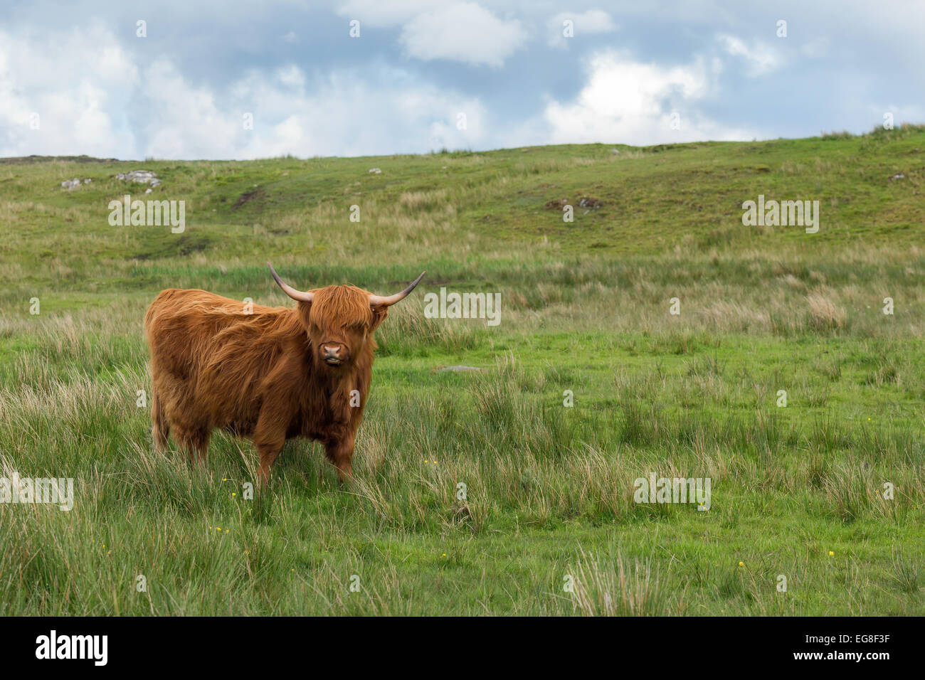 Highland cow scotland lewis hi-res stock photography and images - Alamy