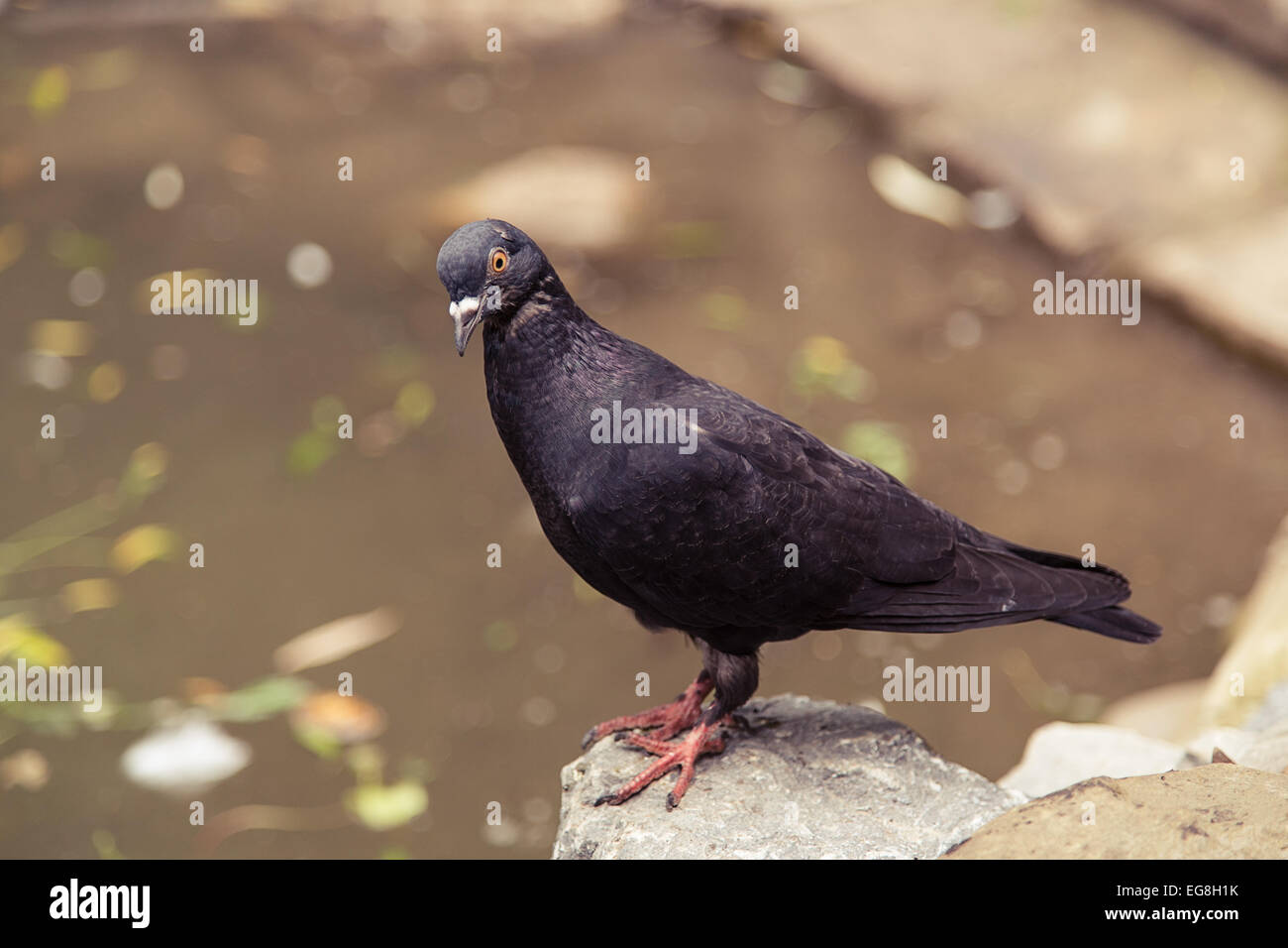 dove bird day outside background Stock Photo - Alamy